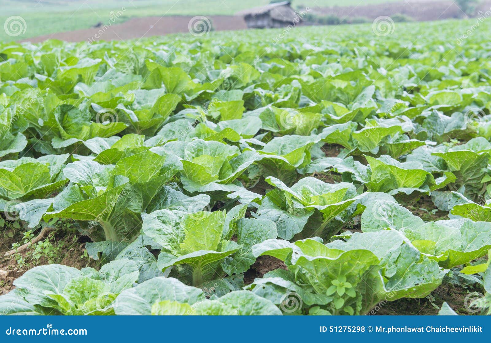 Cabbage stock photo. Image of nature, field, plant, background - 51275298