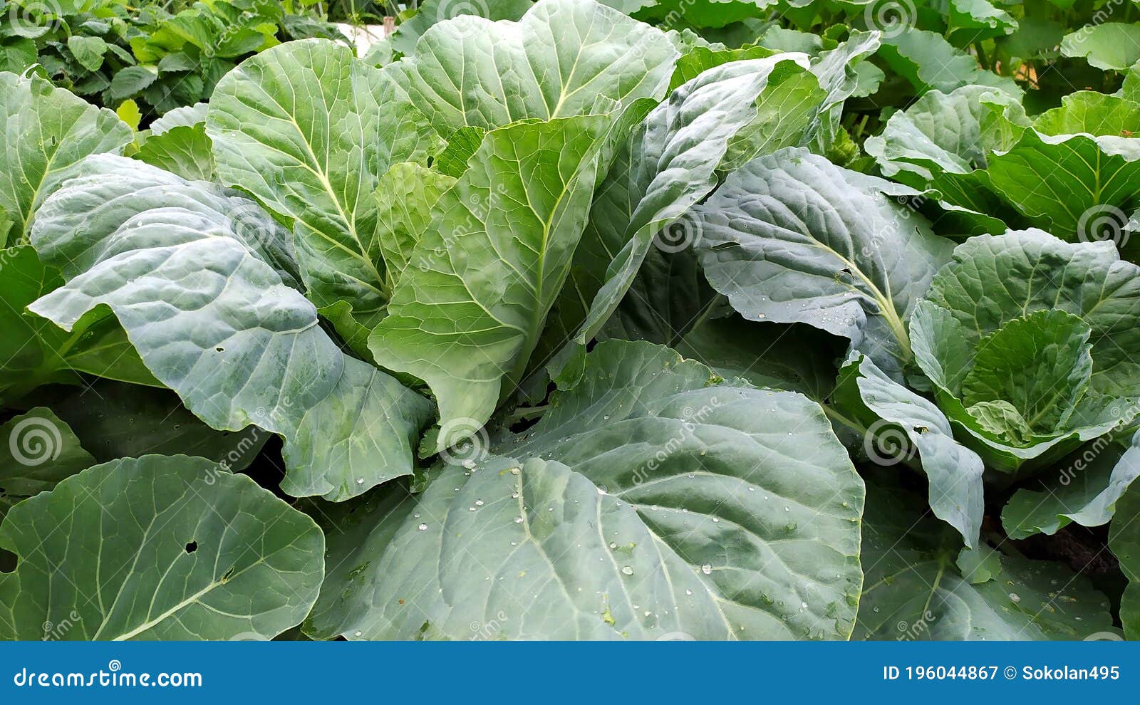 Cabbage. Large Green Cabbage Leaves in Autumn Stock Image - Image of ...