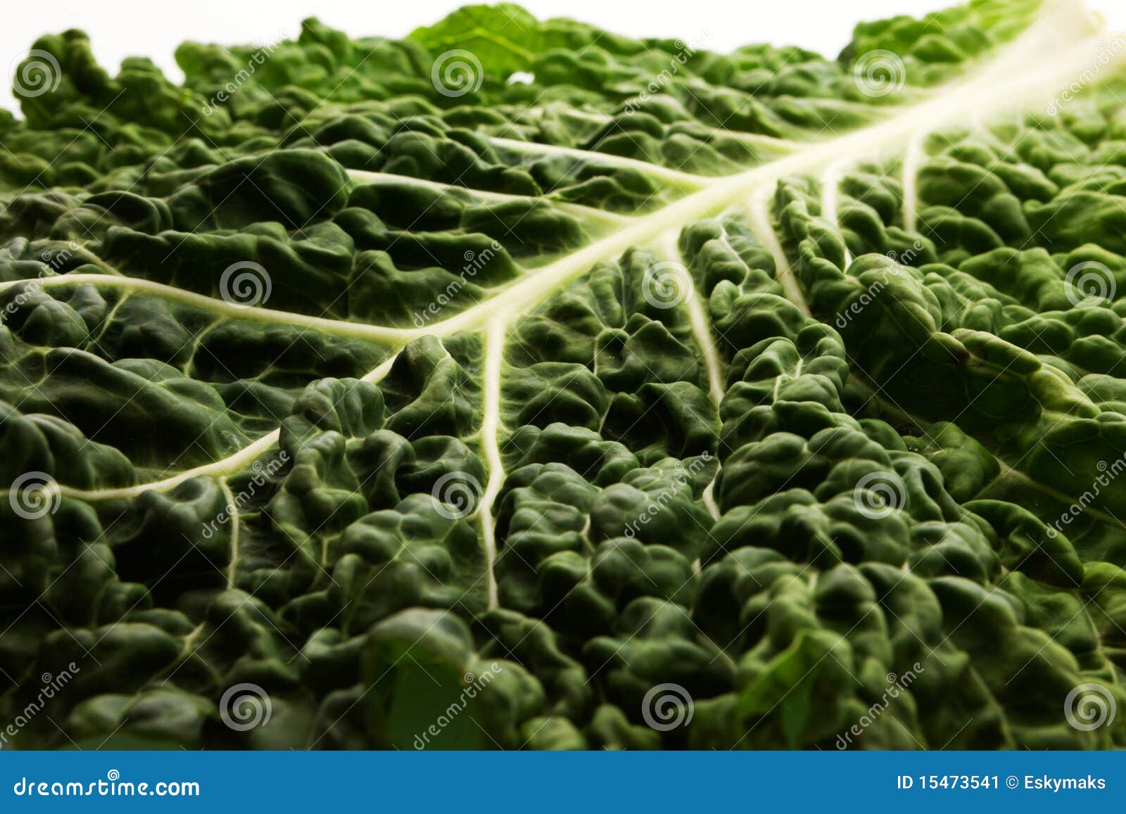 Cabbage leaf stock image. Image of leaf, green, abstract - 15473541