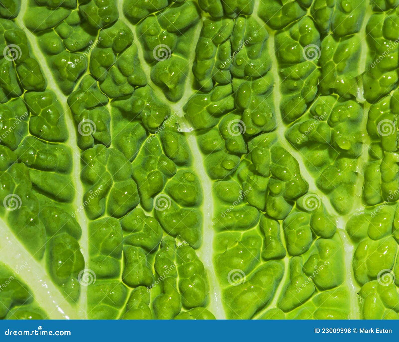 Cabbage Leaf stock photo. Image of ingredients, feed - 23009398