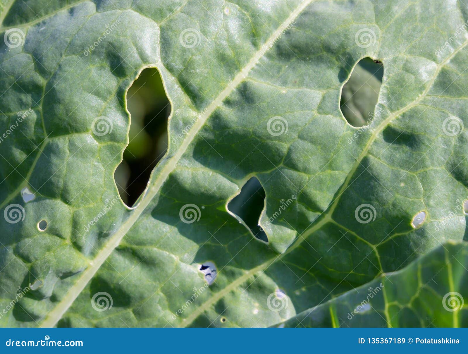 Cabbage Leaf Affected by Pests in the Garden Stock Image - Image of ... Cabbage Leaf Affected by Pests in the Garden Stock Image - Image of ...