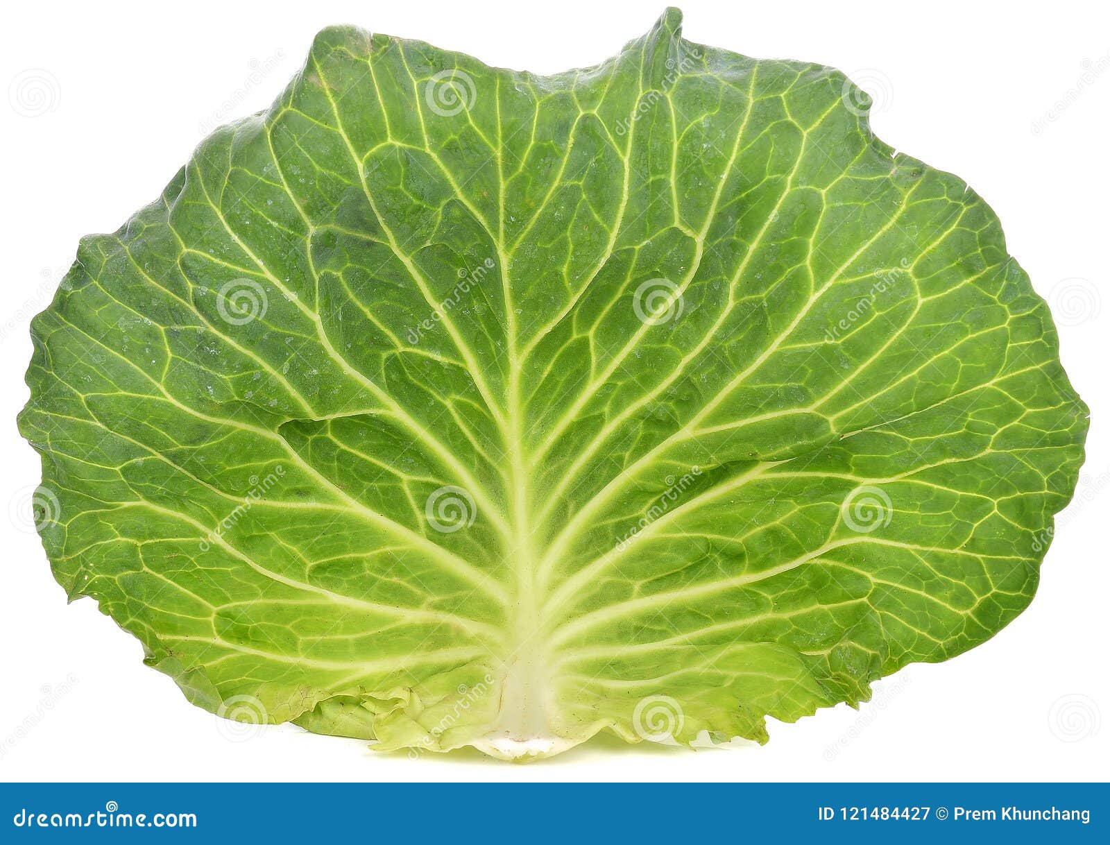 Cabbage Leaf Against White Background Stock Image - Image of single ...