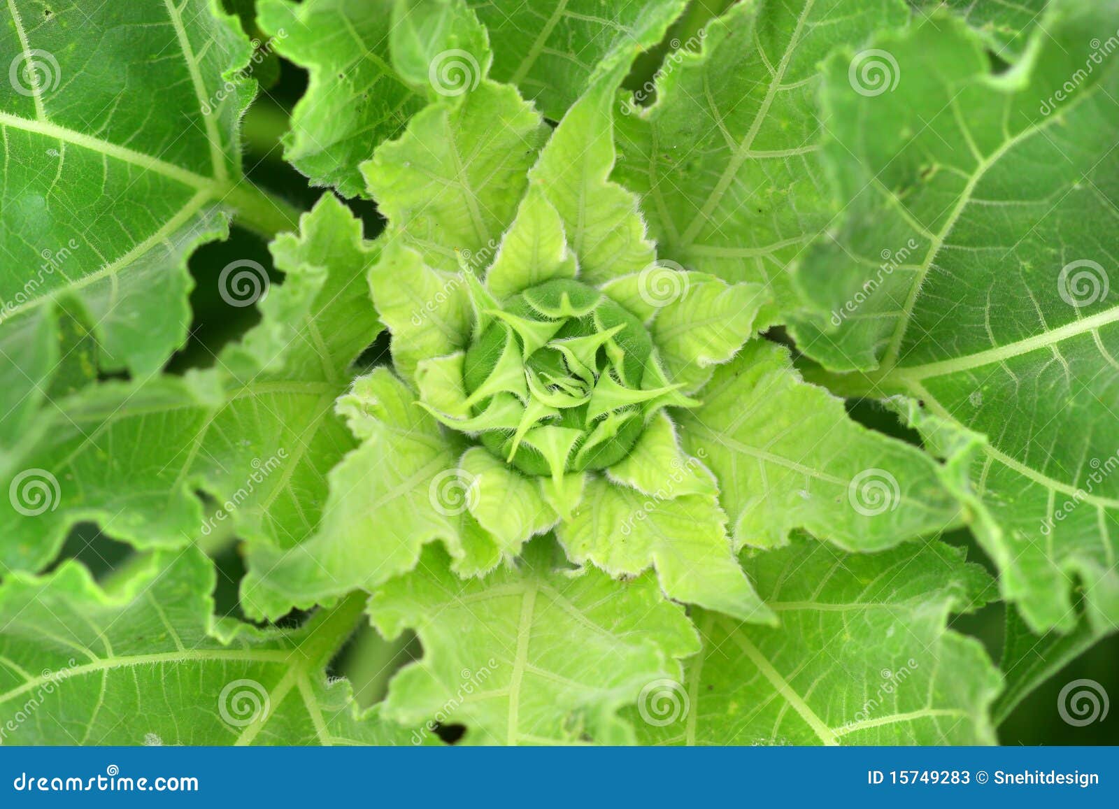 Cabbage leaf background stock image. Image of natural - 15749283