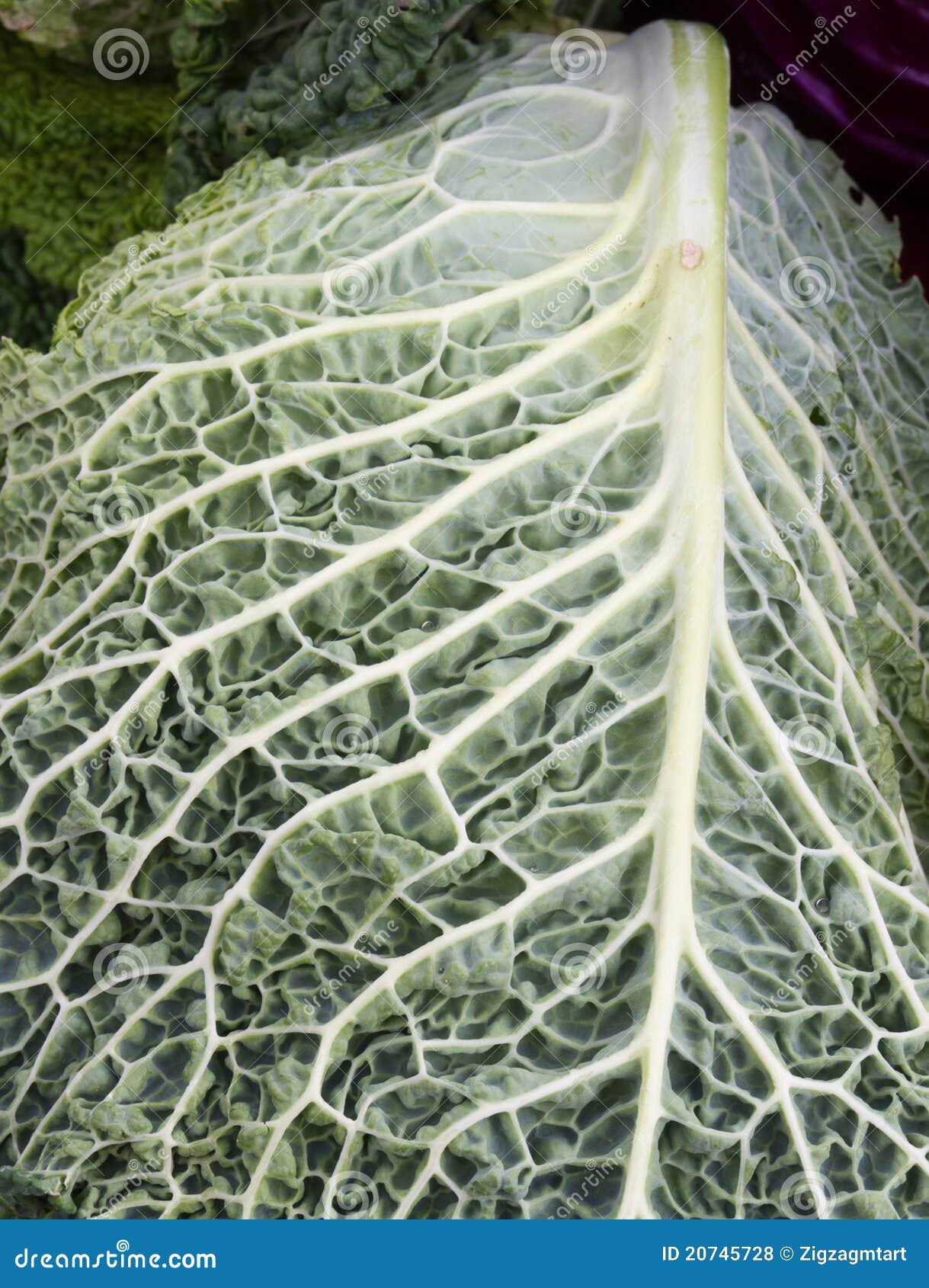 Cabbage leaf close up stock photo. Image of green, vegetable - 20745728