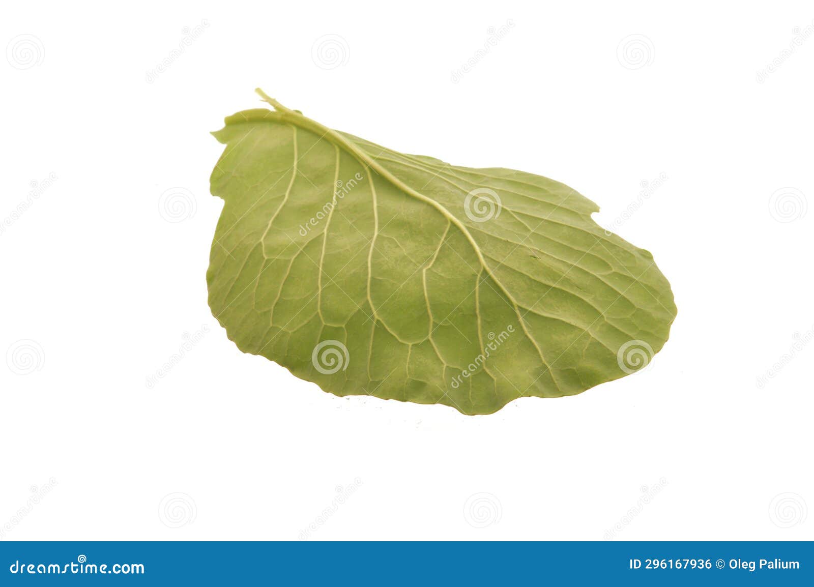 Cabbage Leaf Isolated on White Background Stock Photo - Image of ...