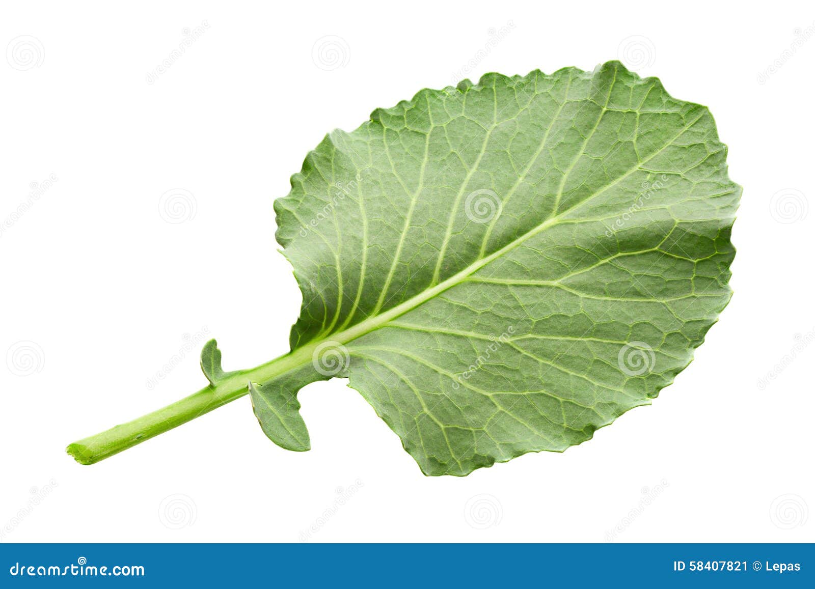 Cabbage leaf isolated stock image. Image of organic, flora - 58407821