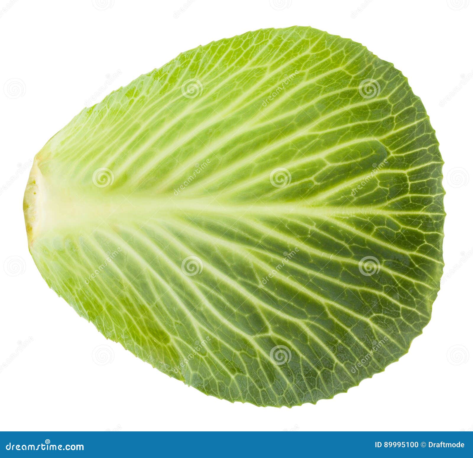 Cabbage leaf stock photo. Image of fresh, vivid, vitamin - 89995100