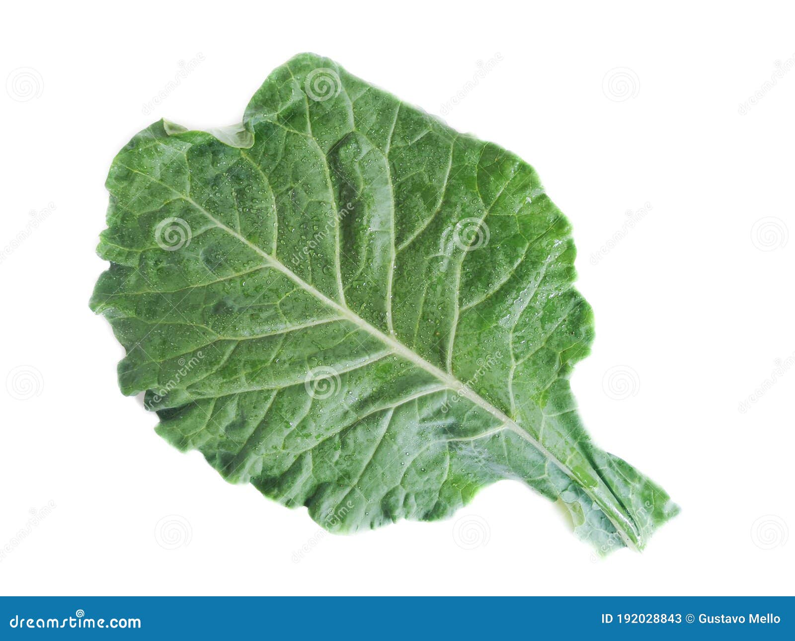 Cabbage Leaf Isolated on White Background. Copy Space Stock Image ...