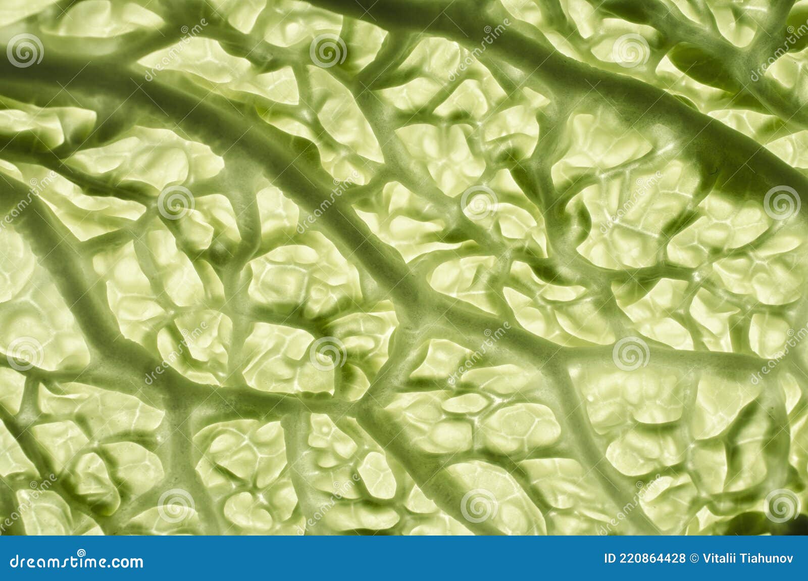 Cabbage Leaf Macro Shines through Stock Photo - Image of leaves ...