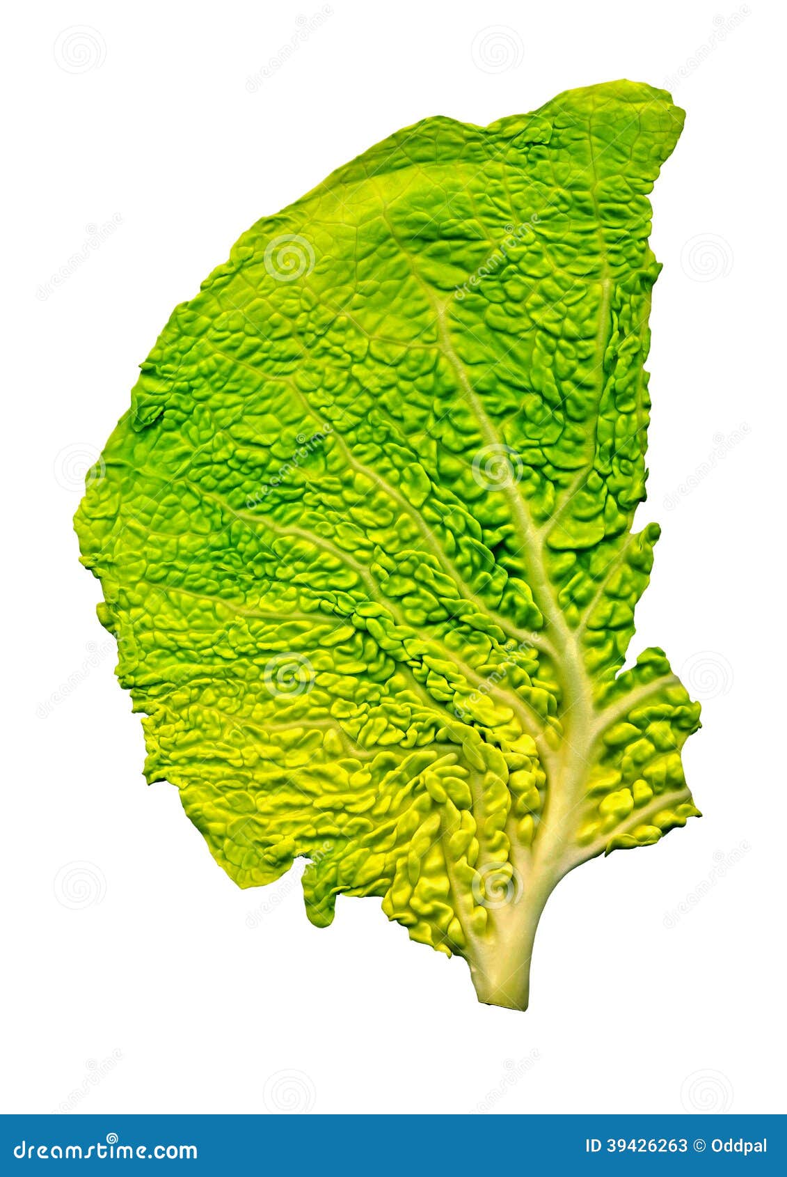 Cabbage leaf structure stock image. Image of white, detailed - 39426263