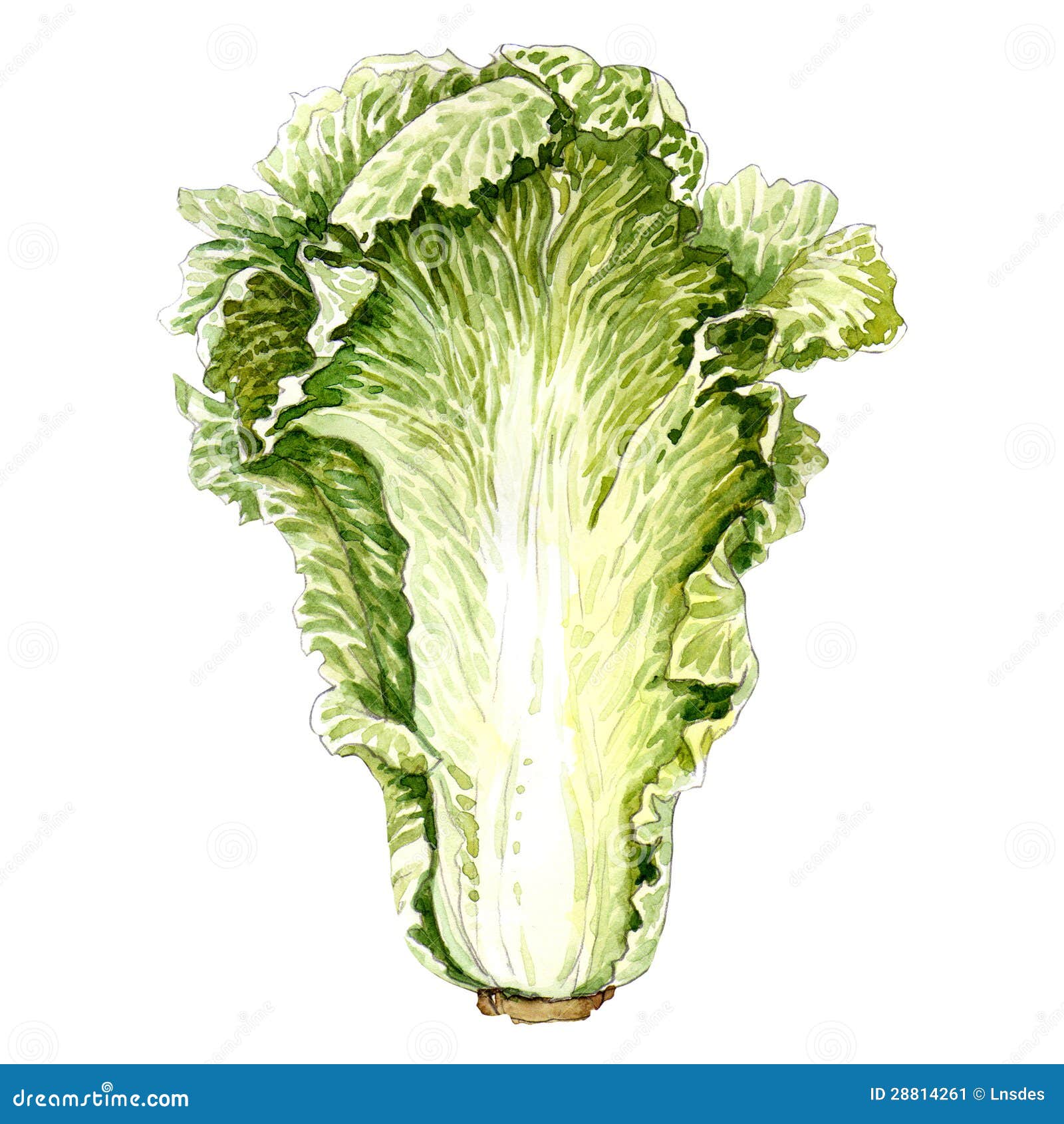 Cabbage Leaf. Watercolor Painting Royalty-Free Stock Photography ...