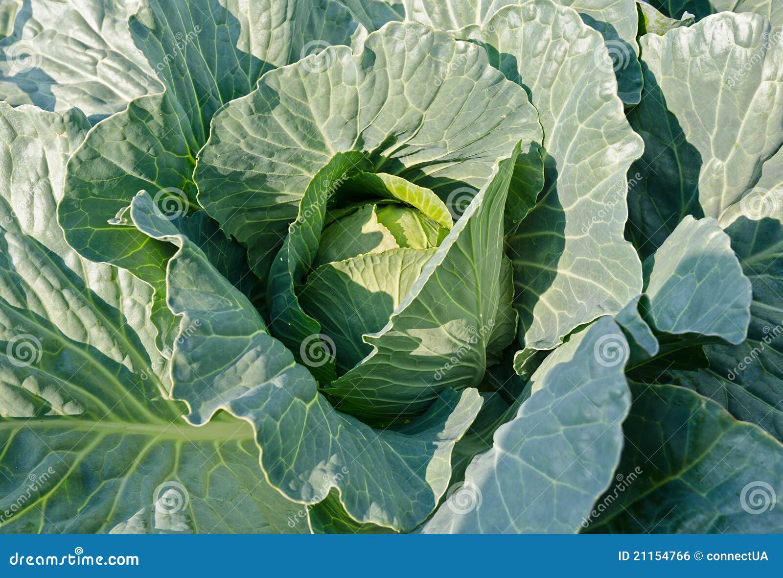 Cabbage leaves stock photo. Image of organic, yield, bright - 21154766