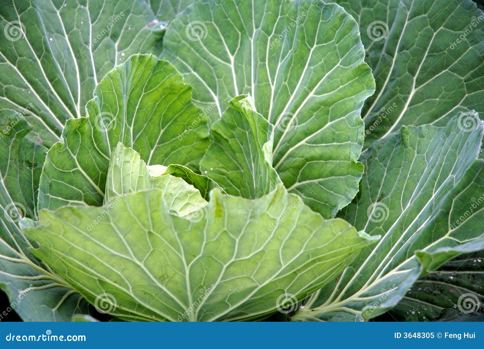 Cabbage Leaves stock image. Image of leaf, cabbage, cole - 3648305