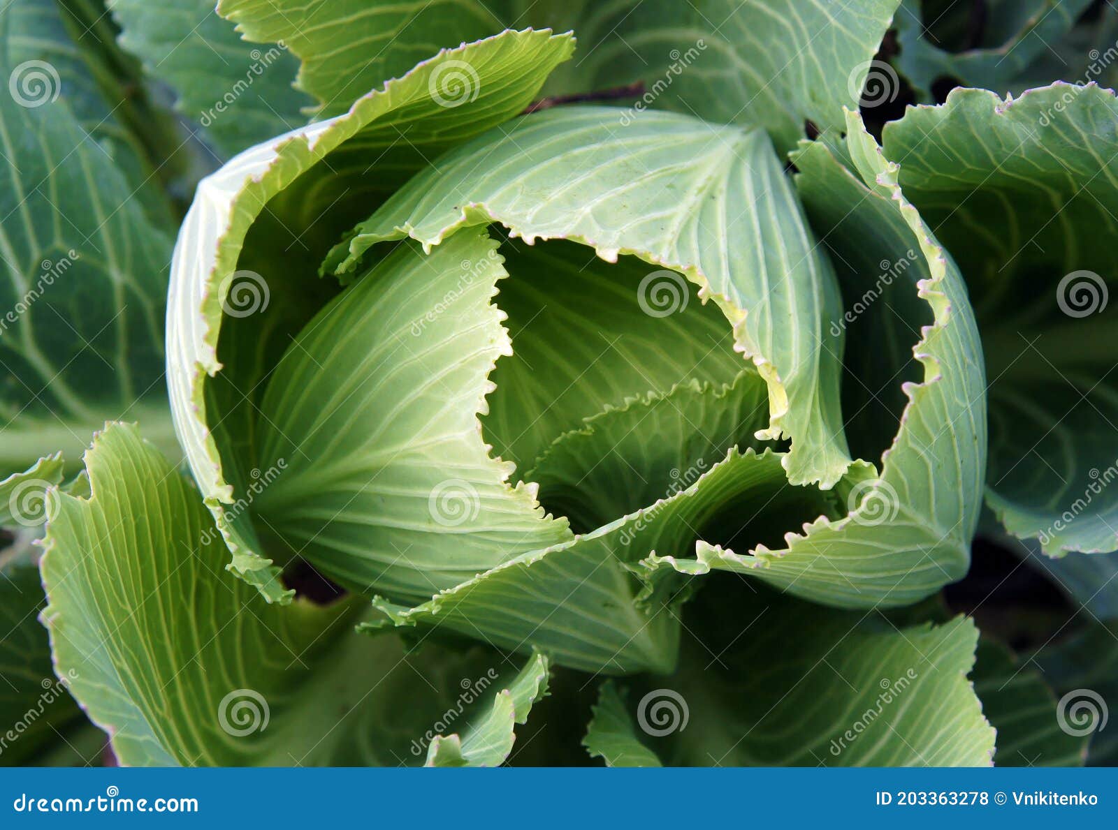 Cabbage Leaves As a Natural Background Stock Photo - Image of nutrition ...
