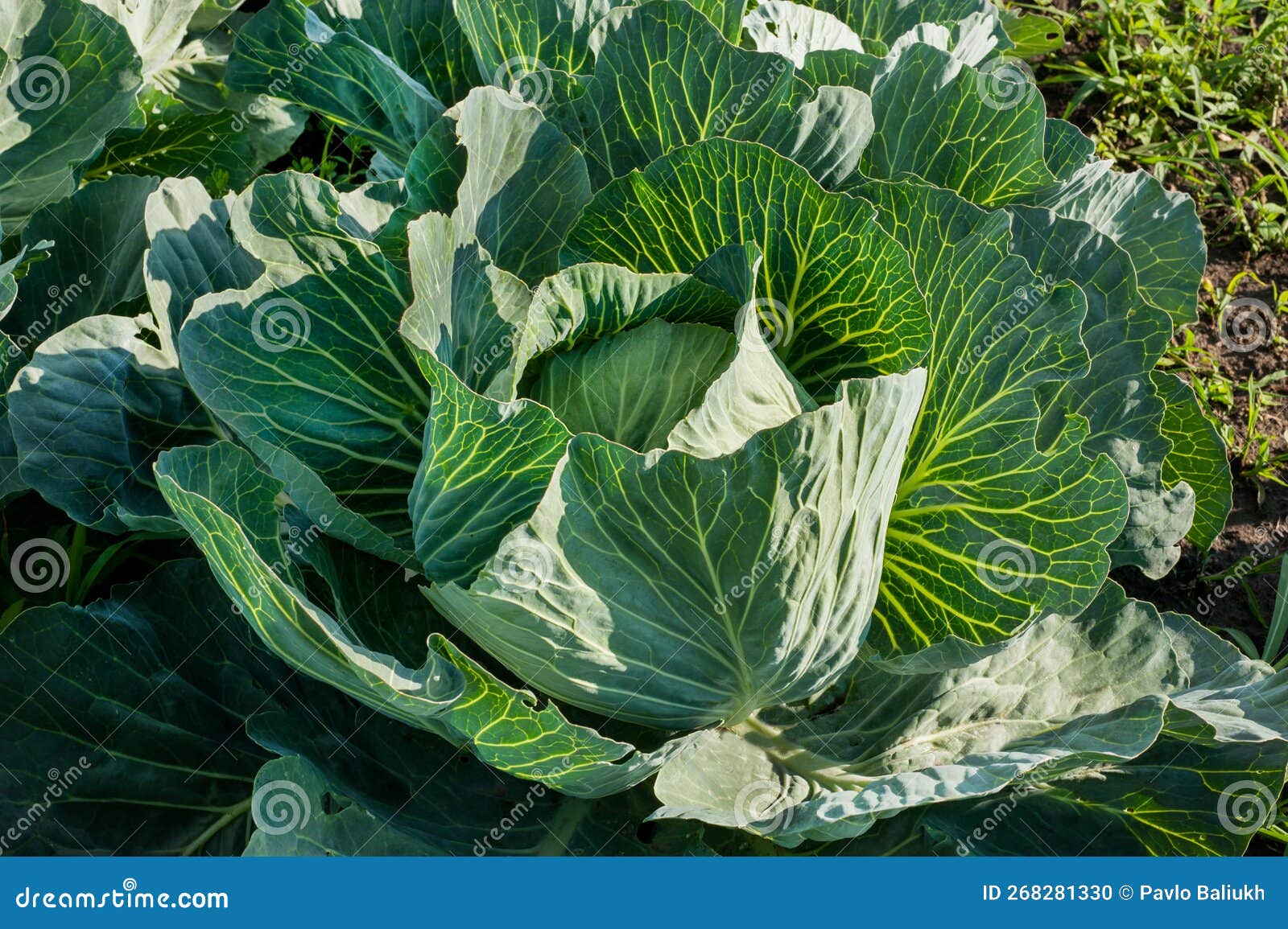 Cabbage leaves close up stock photo. Image of close - 268281330