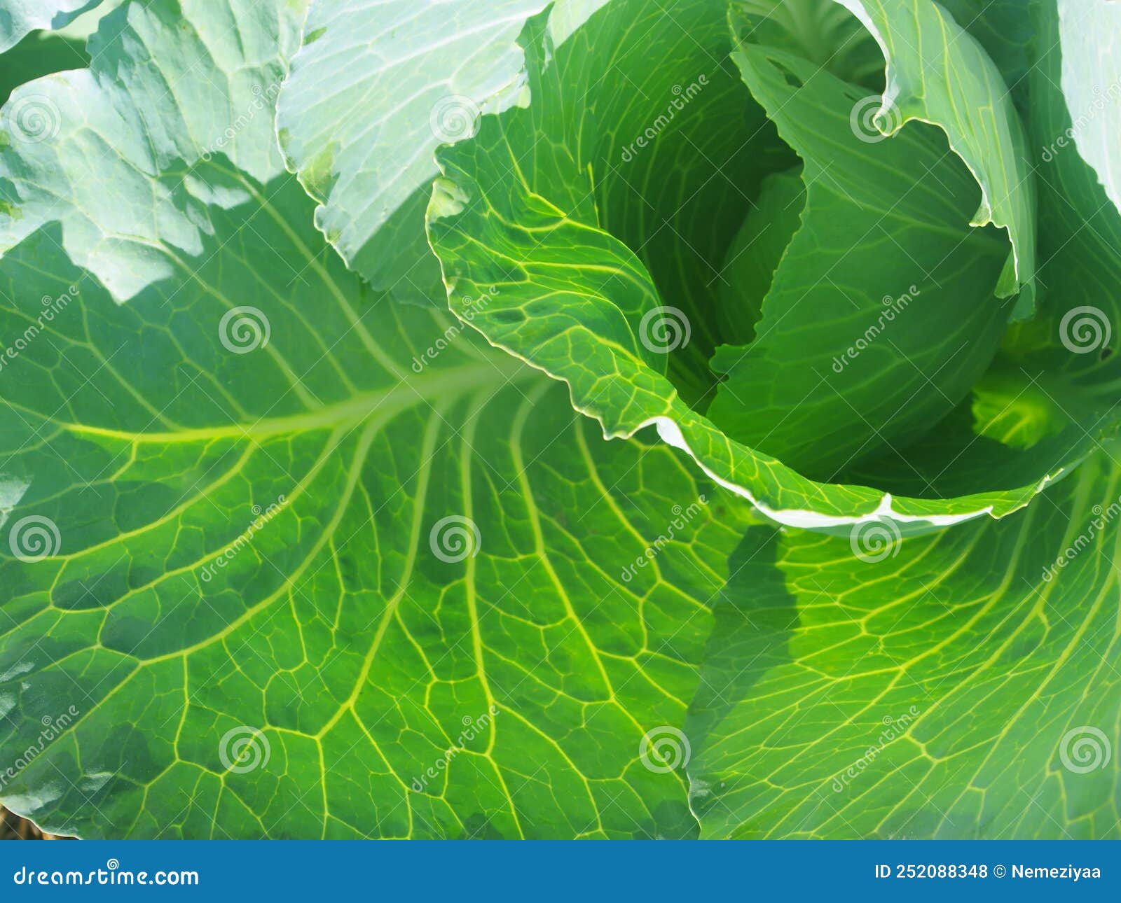 Cabbage leaves close-up stock photo. Image of farming - 252088348