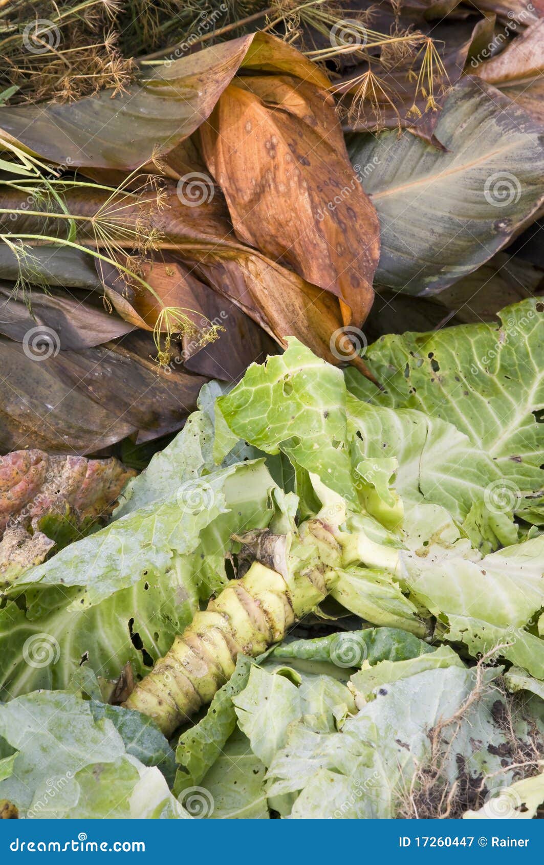 Cabbage Leaves on a Compost Heap Stock Image - Image of decompose ...