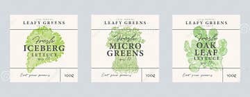 Lettuce Packaging Design Template Stock Illustration - Illustration of ...