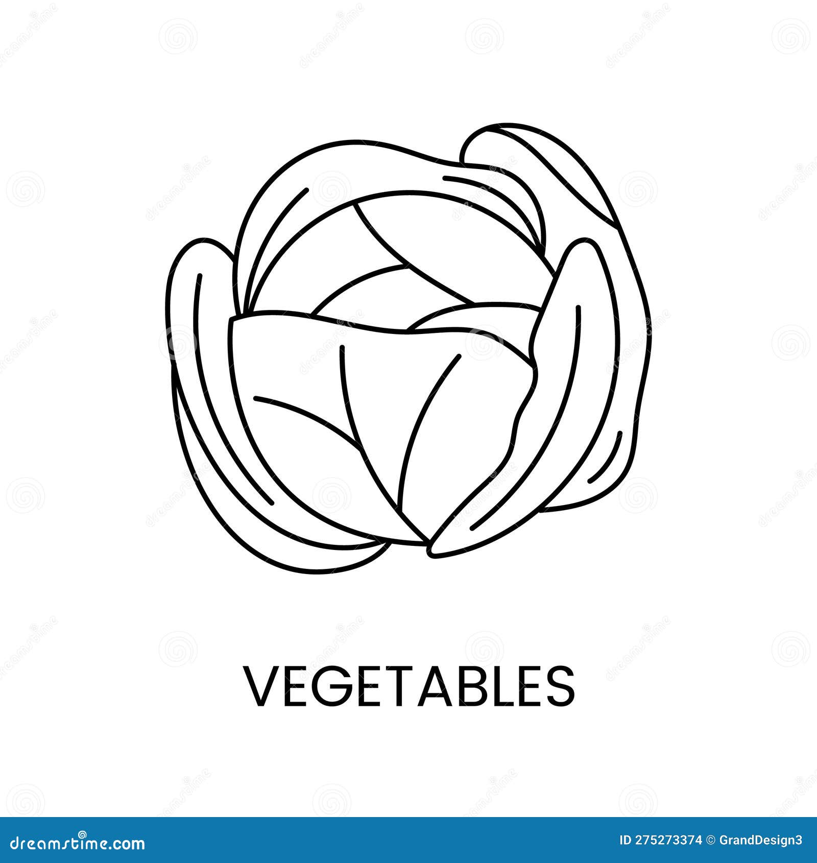 Cabbage Line Icon in Vector, Vegetable Illustration. Stock Vector ...