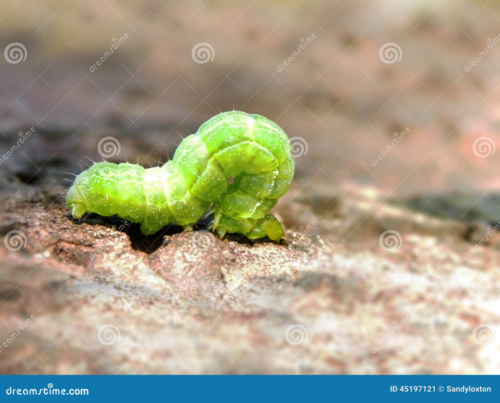 Cabbage Looper Moth Caterpillar.Family Noctuidae, Referred To As Owlet ...