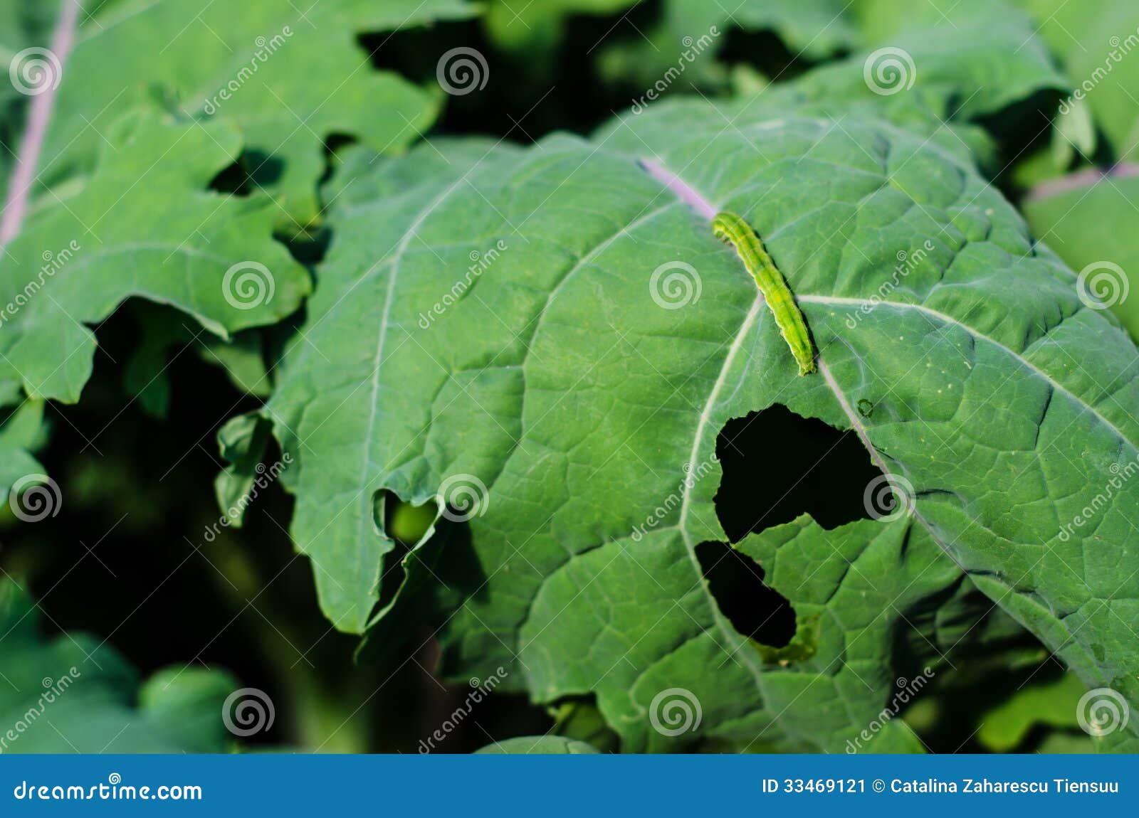 Cabbage Looper stock image. Image of insect, larvae, garden - 33469121
