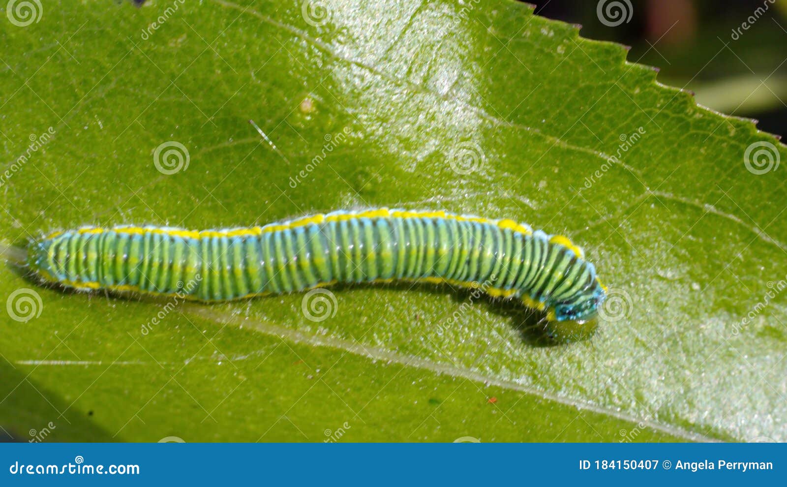 Cabbage moth caterpillar stock image. Image of rural - 184150407