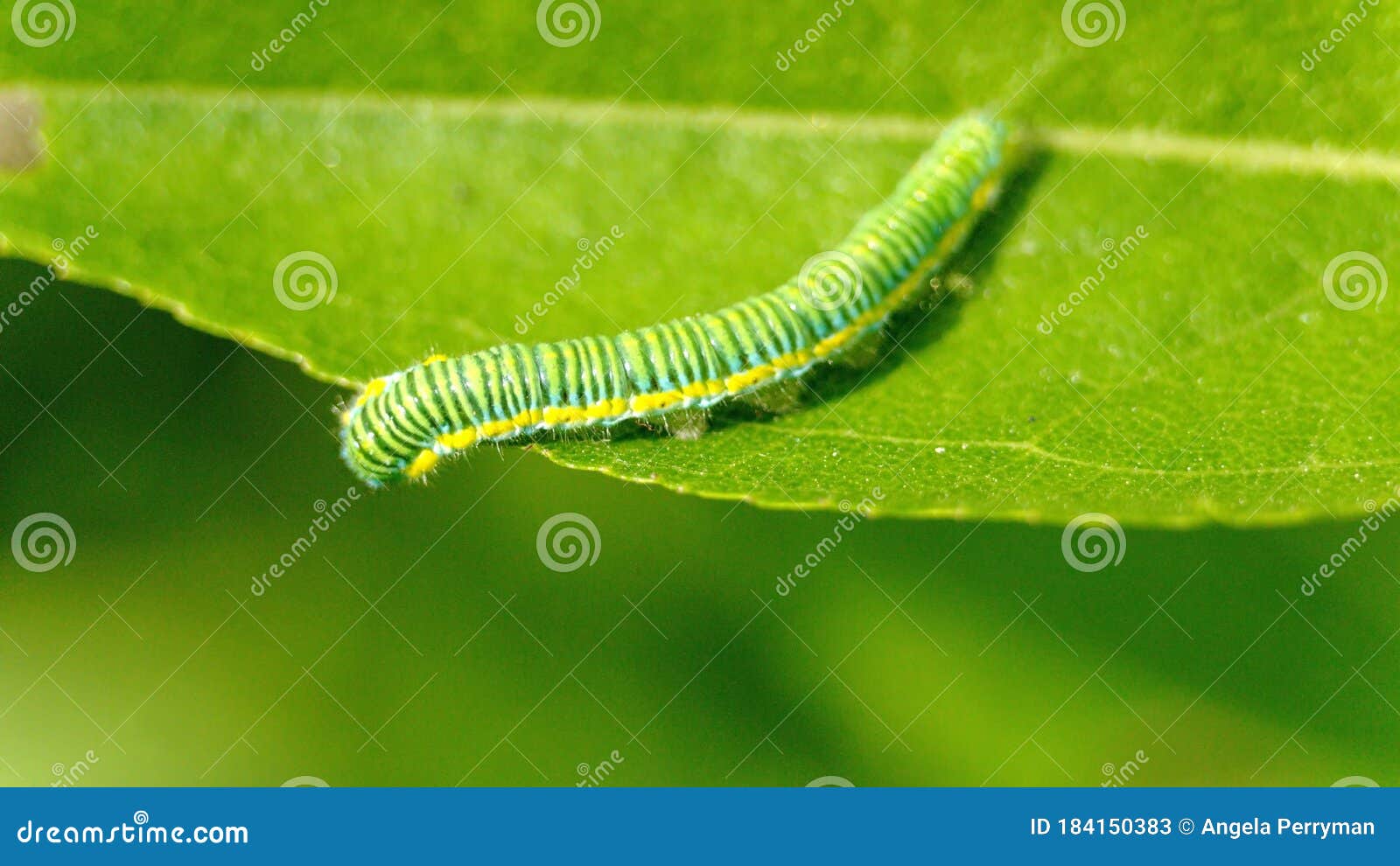 Cabbage moth caterpillar stock image. Image of green - 184150383