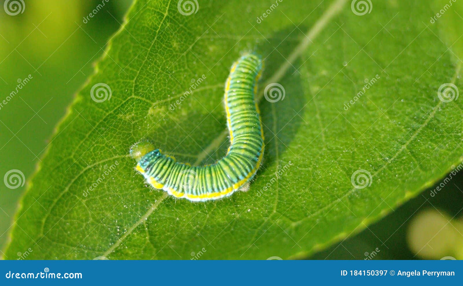 Cabbage moth caterpillar stock image. Image of leaf - 184150397
