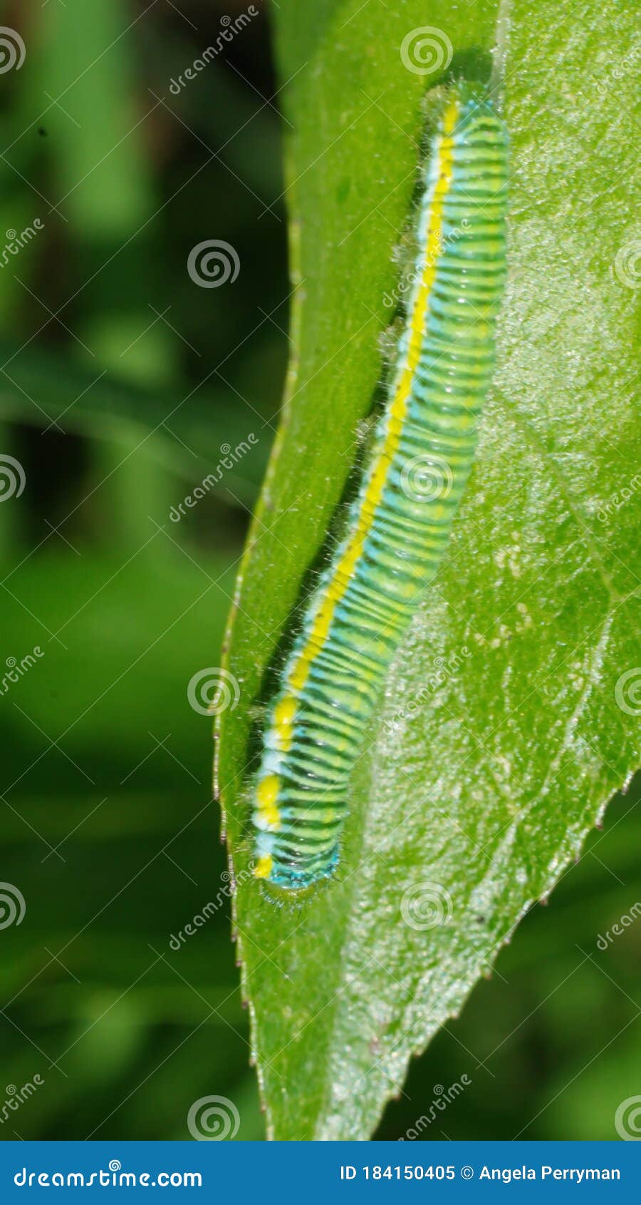 Cabbage moth caterpillar stock image. Image of village - 184150405