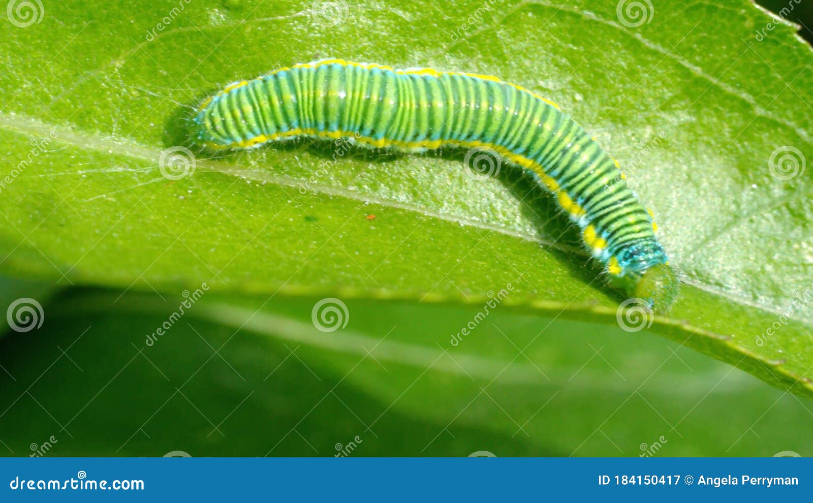 Cabbage moth caterpillar stock image. Image of cabbage - 184150417