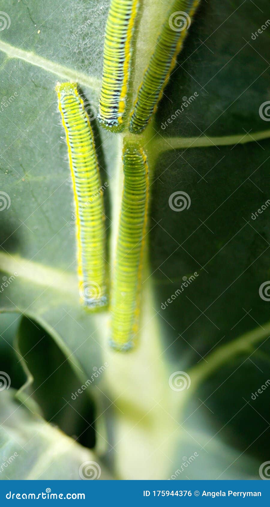 Cabbage Moth Caterpillars on a Leaf Stock Photo - Image of latin ...