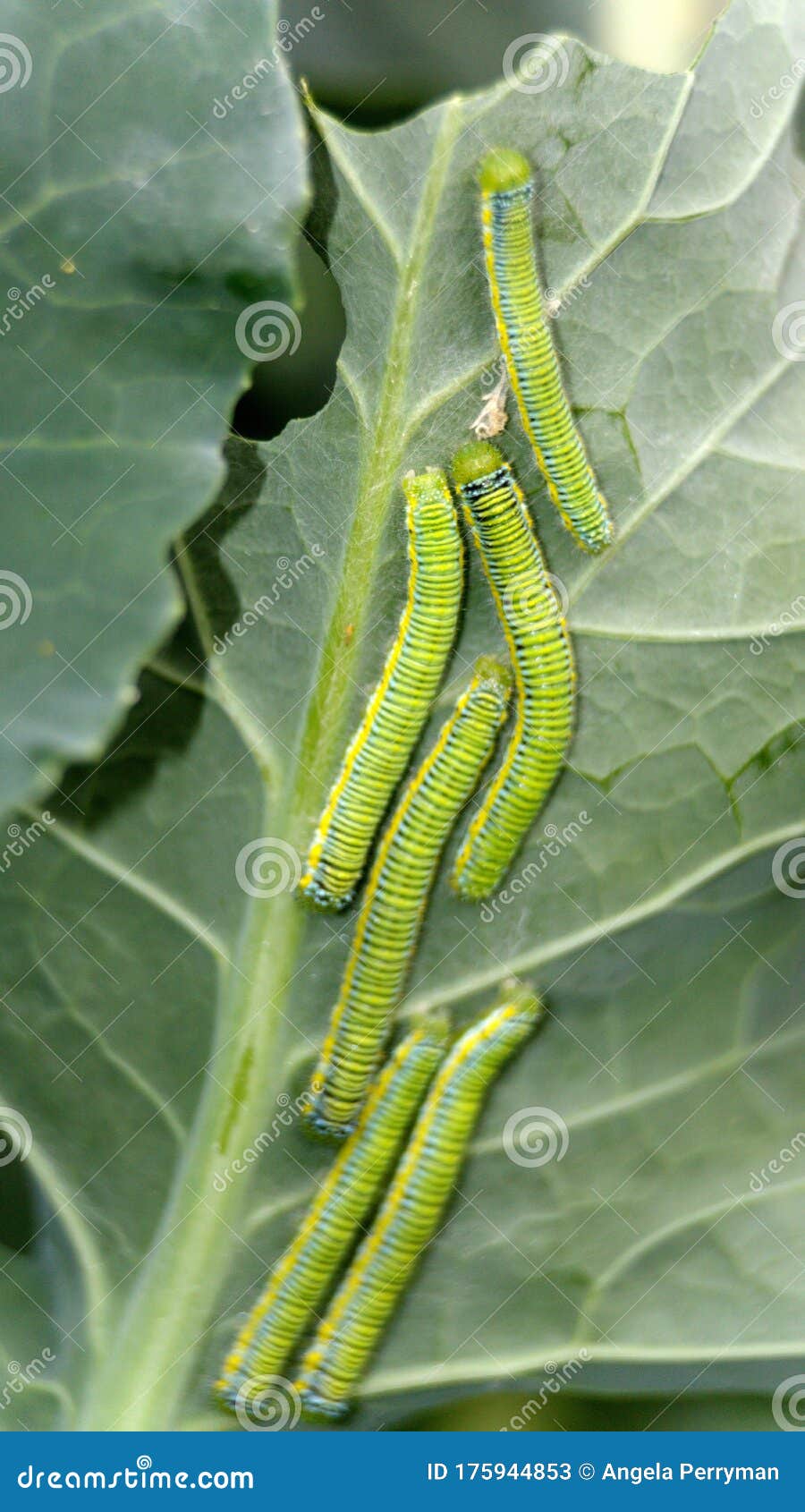 Cabbage Moth Caterpillars on a Leaf Stock Image - Image of cabbage ...