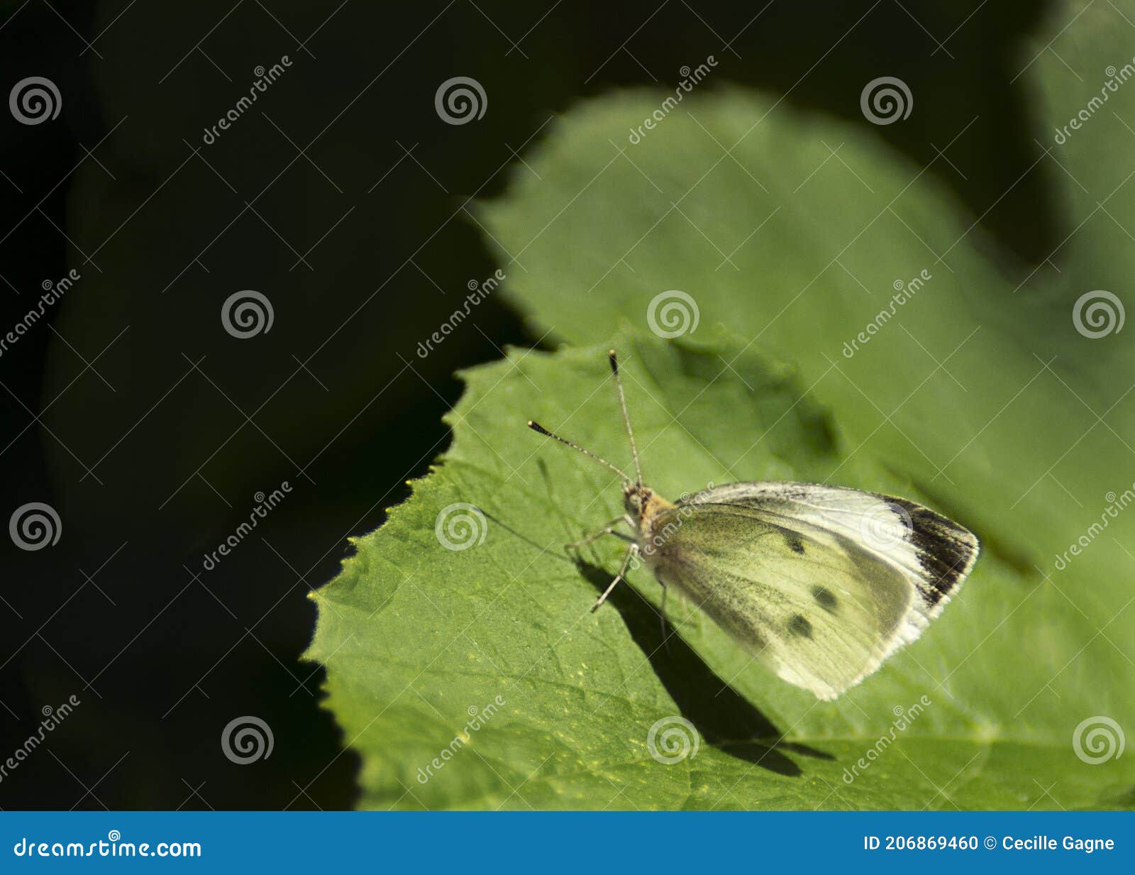 Cabbage Moth on Leaf Diagonal Design Stock Photo - Image of diagonal ...