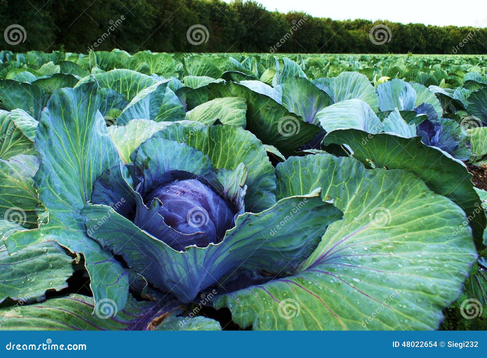 Cabbage stock photo. Image of patch, herb, coal, natural - 48022654