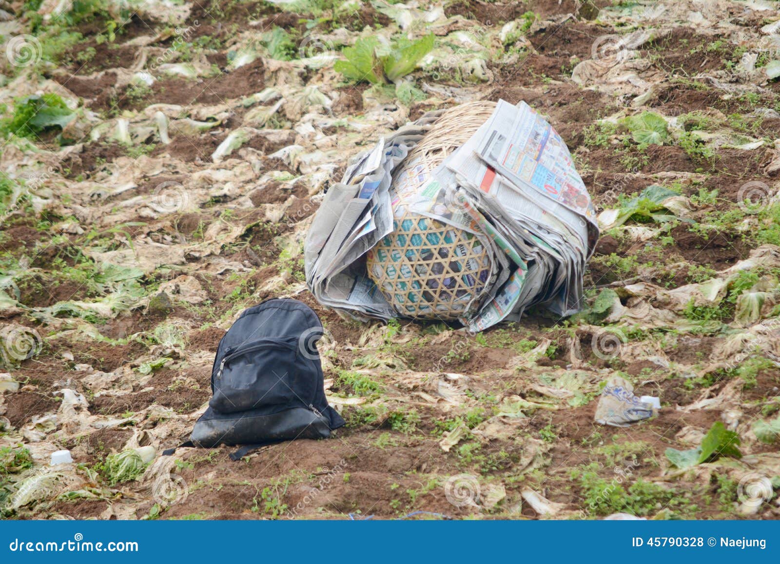 Cabbage pack stock photo. Image of countryside, farming - 45790328