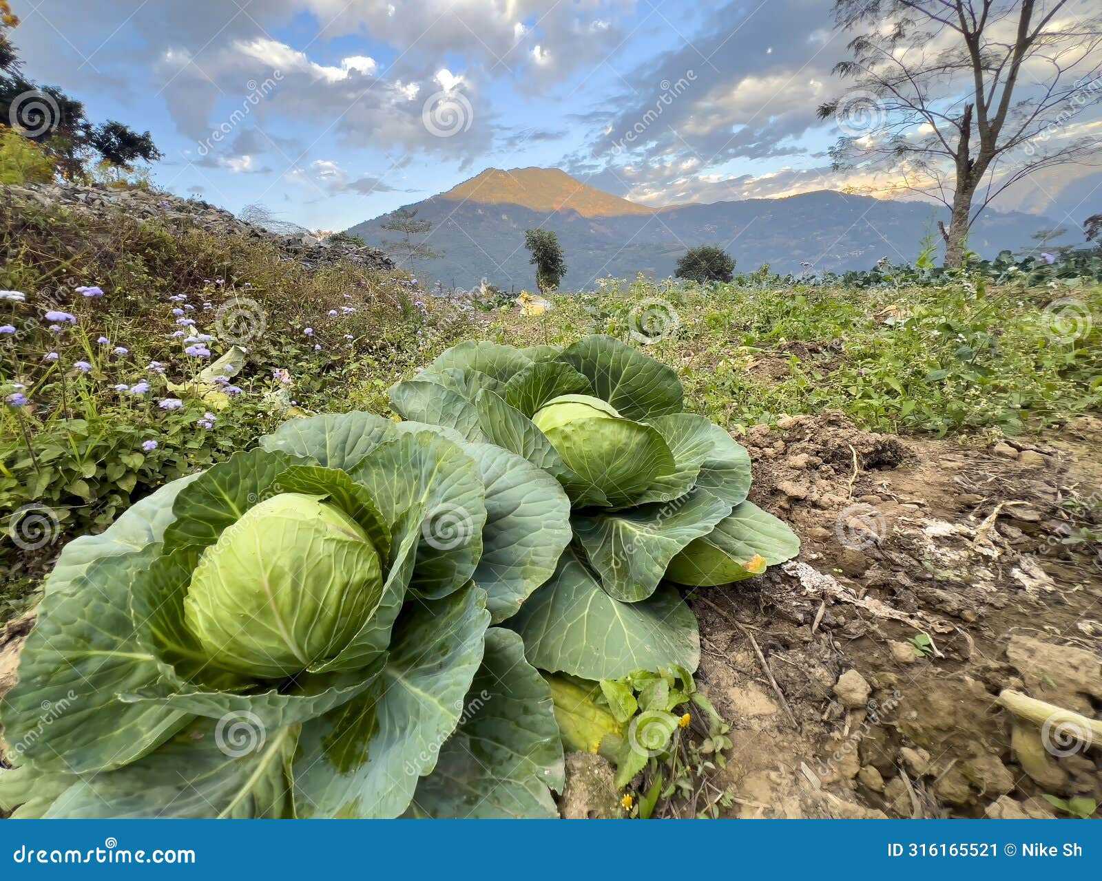 Cabbage stock image. Image of garden, nature, harvest - 316165521