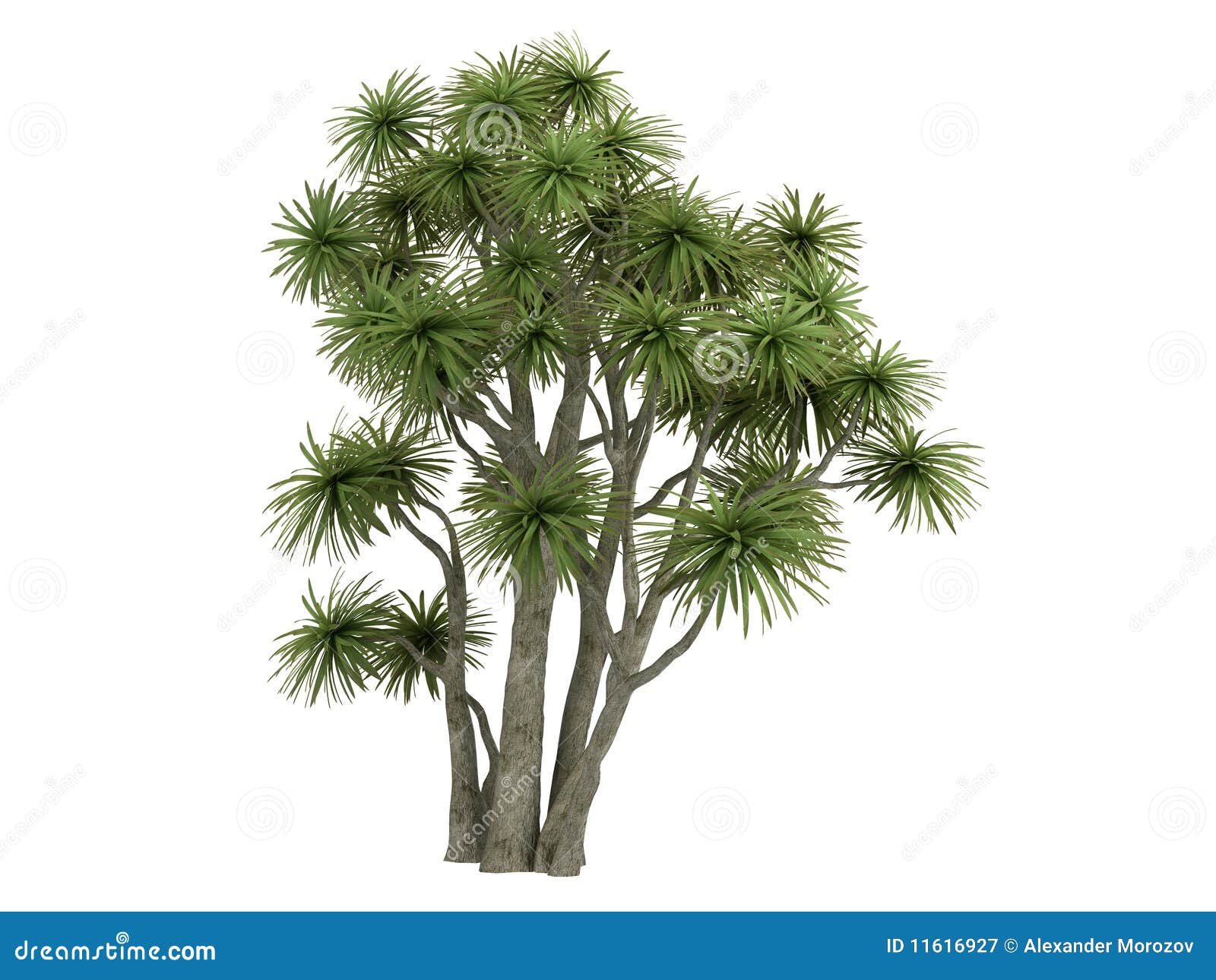 Cordyline Australis Cabbage Tree, Cabbage-palm Tree Silhouette, Hand ...