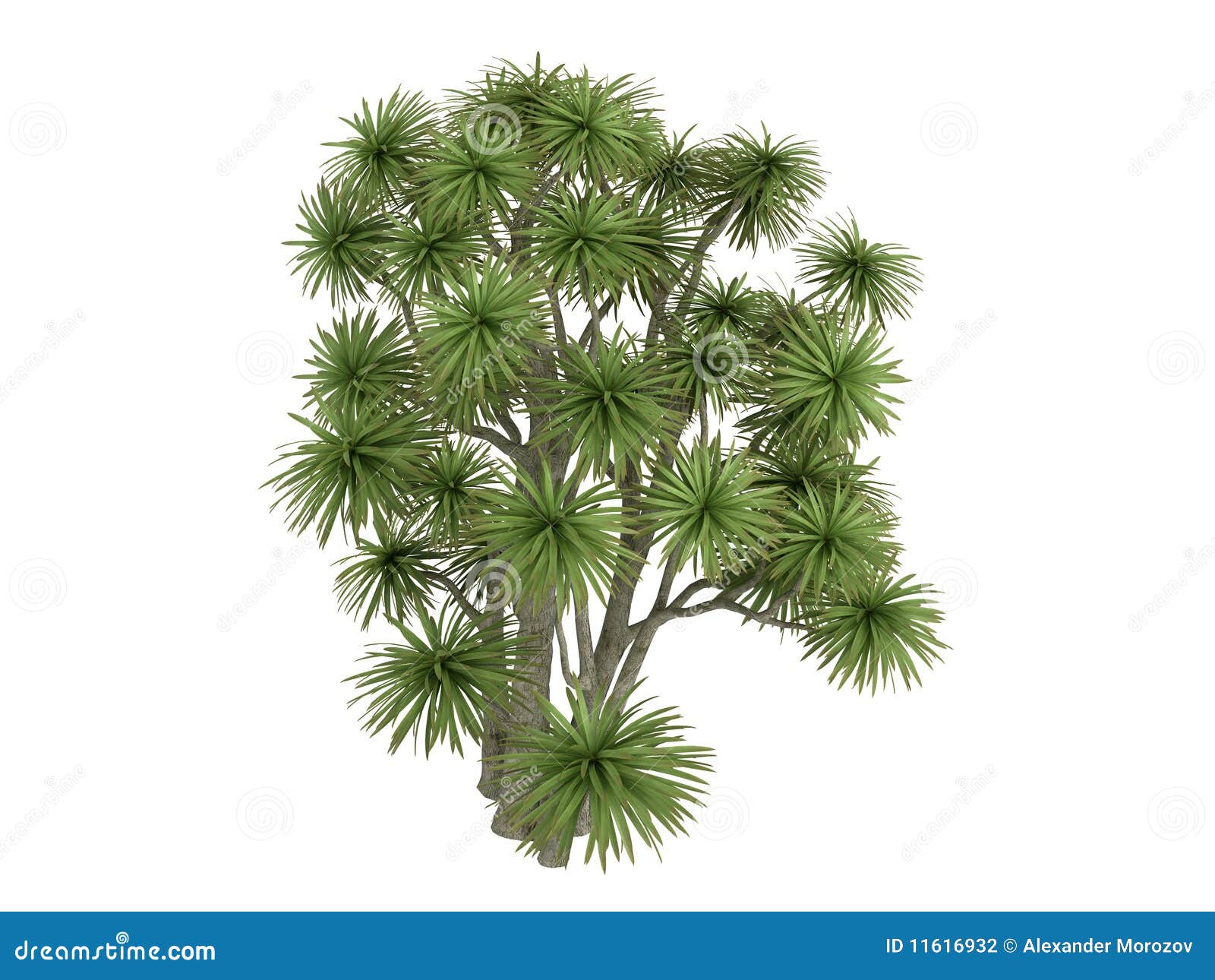 Cordyline Australis Cabbage Tree, Cabbage-palm Tree Silhouette, Hand ...