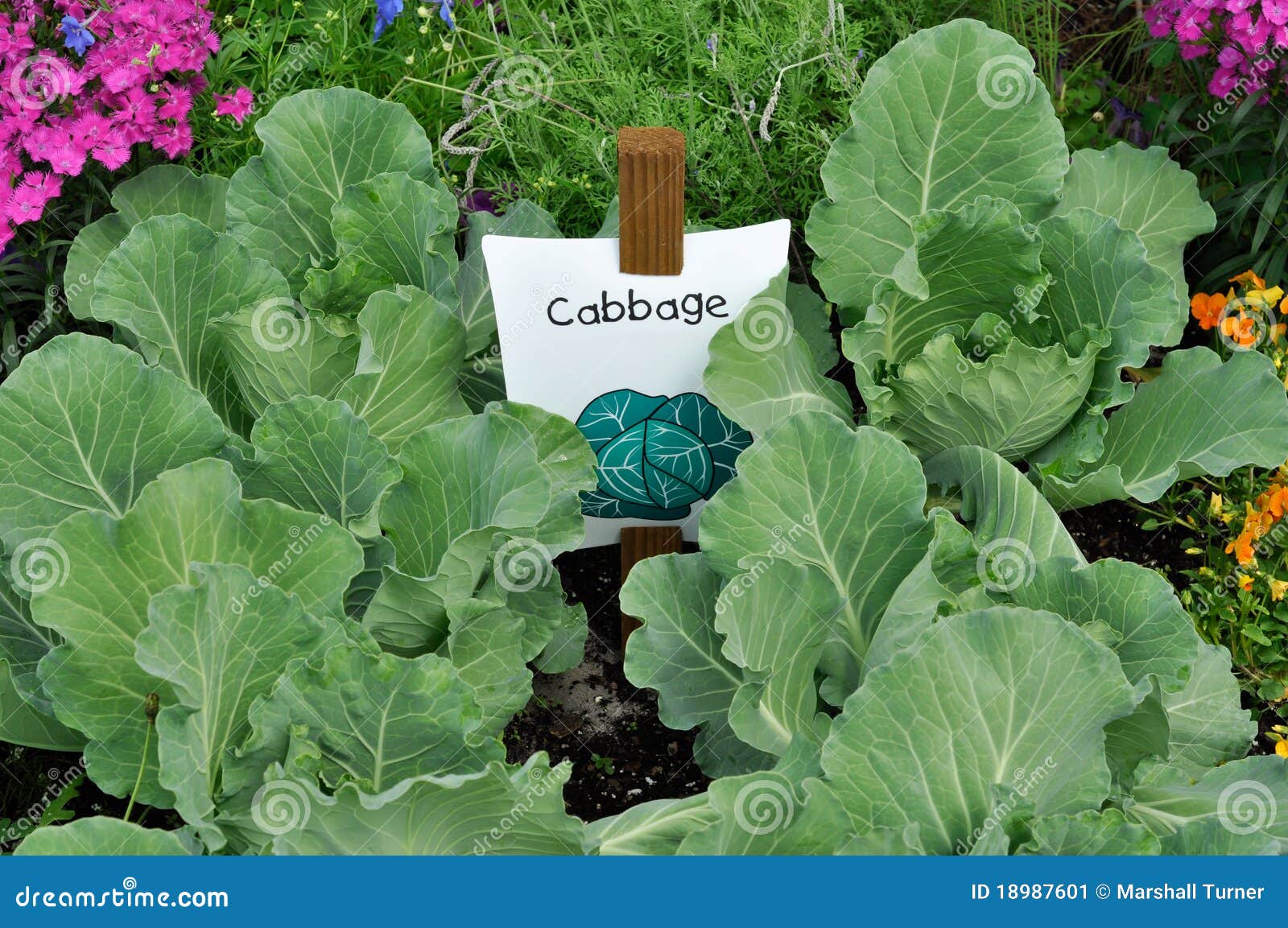 Cabbage Patch stock image. Image of organic, sign, crops - 18987601