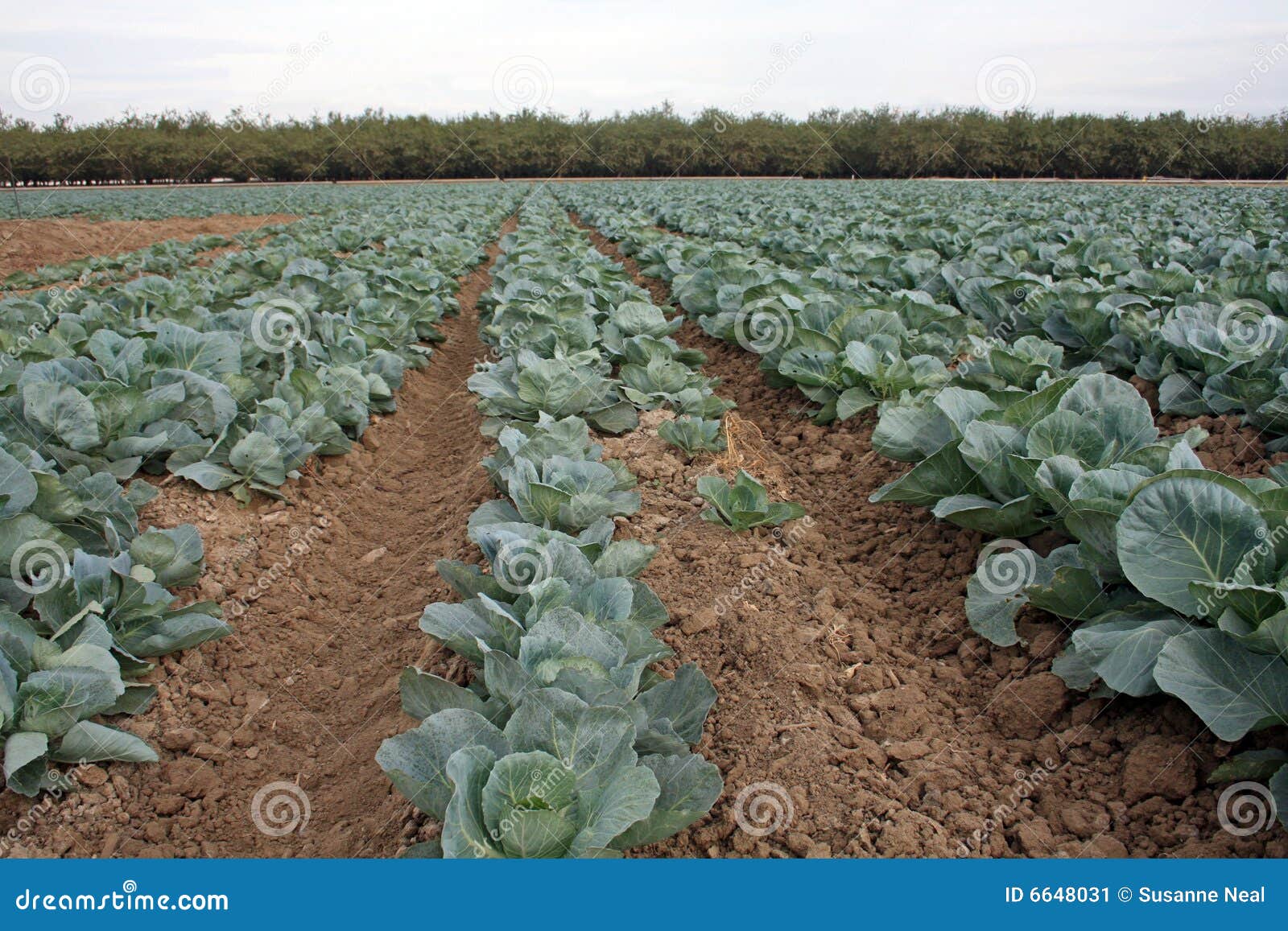 Cabbage patch or field stock image. Image of fresh, dirt - 6648031