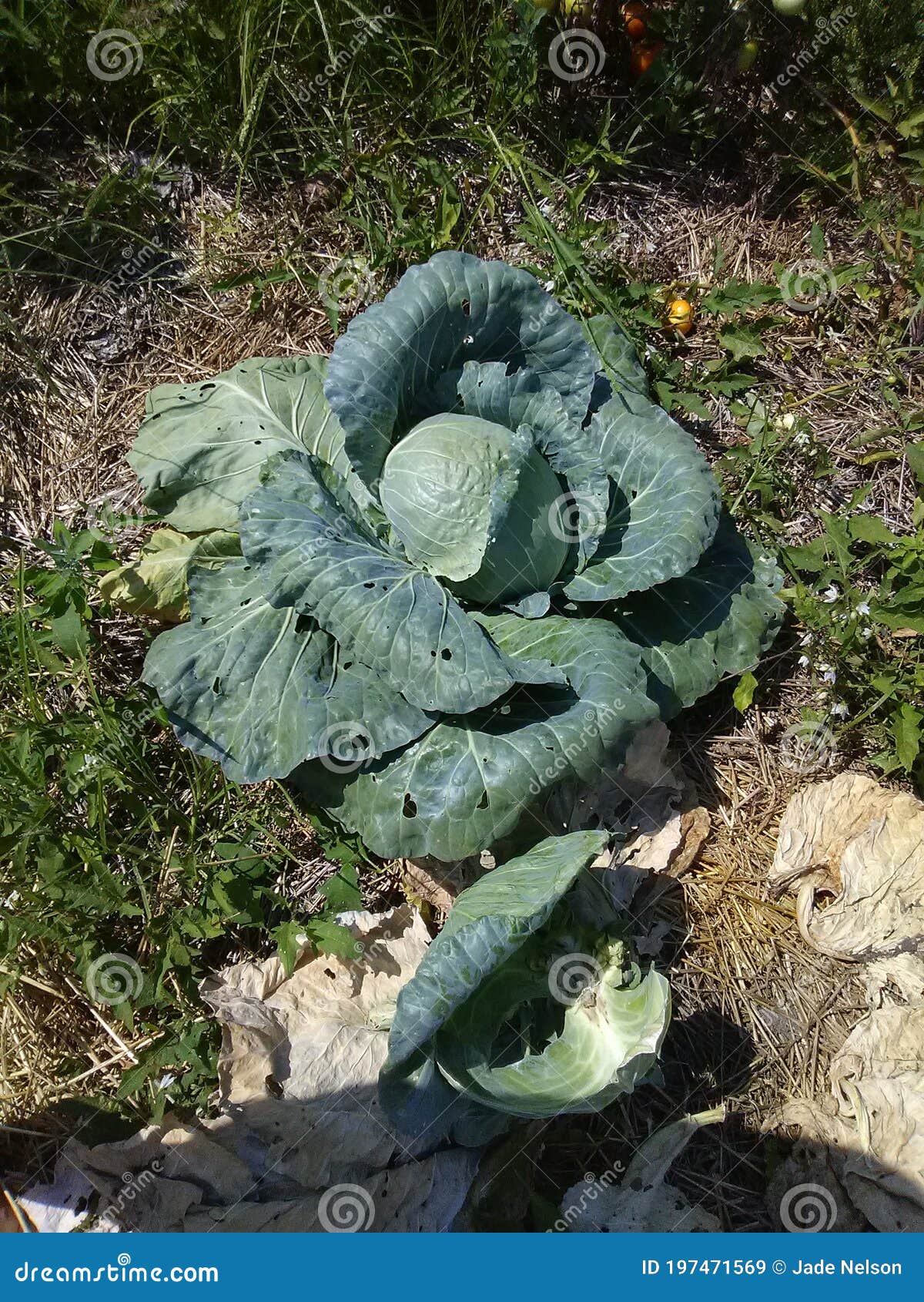 Cabbage Patch MI stock image. Image of autumn, green - 197471569
