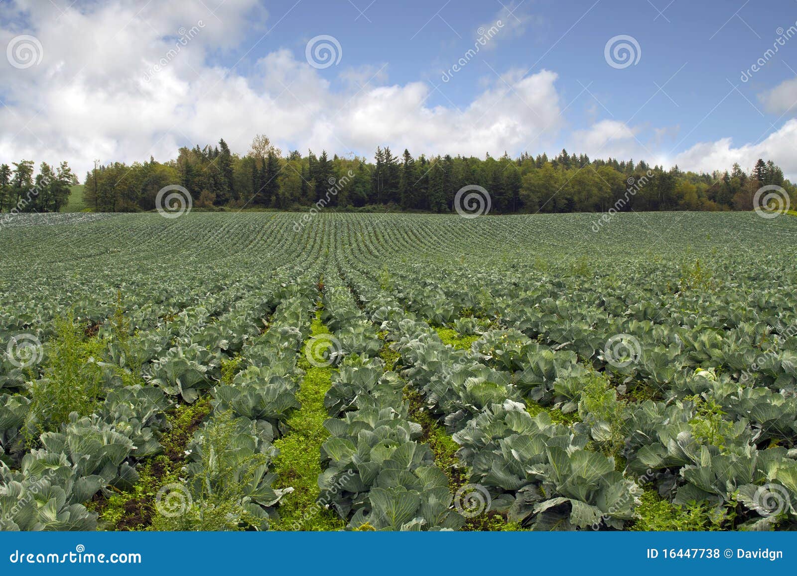 Cabbage Patch On The White Background Stock Photography | CartoonDealer ...
