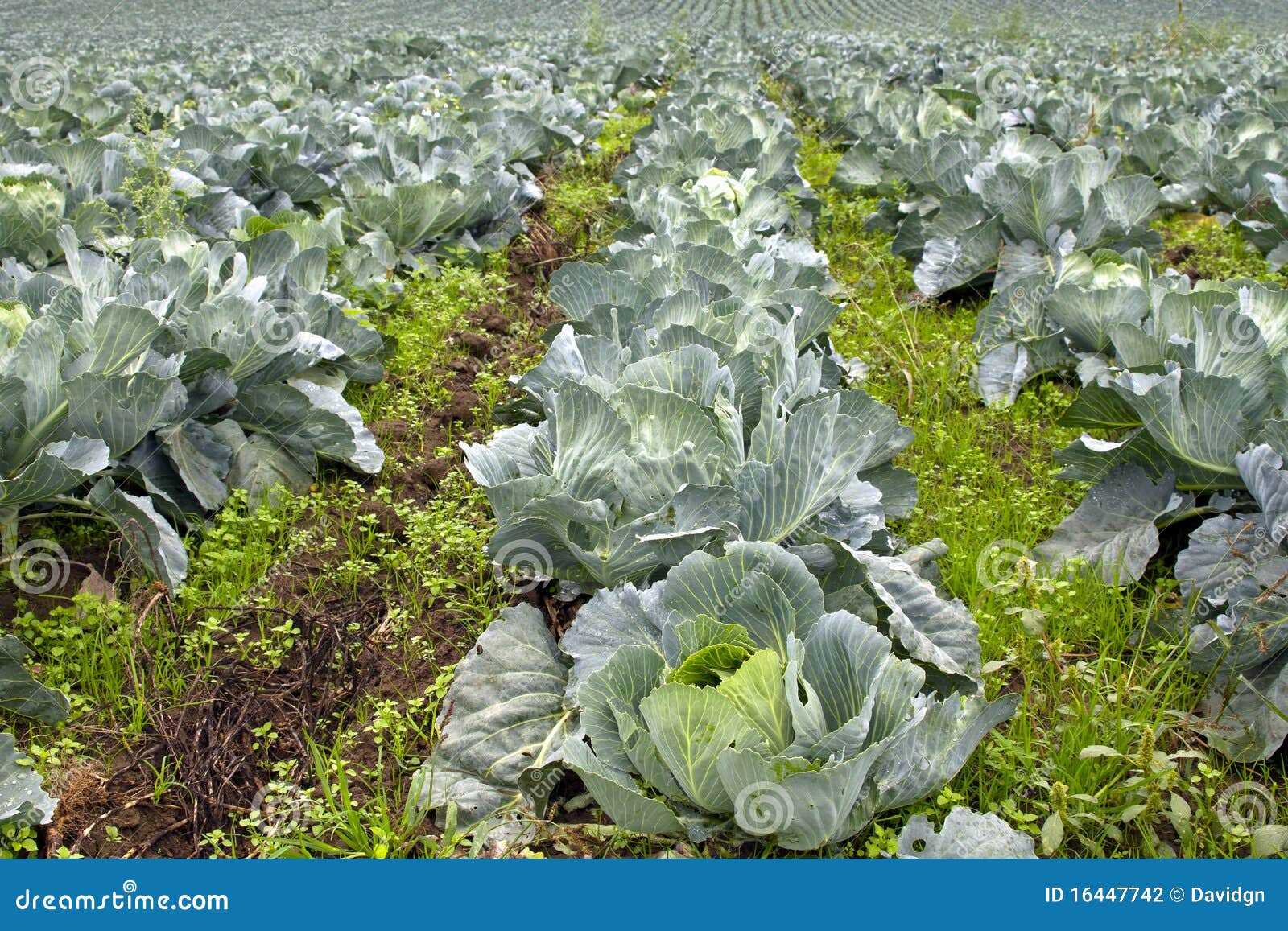 Cabbage Patch On The White Background Stock Photography | CartoonDealer ...