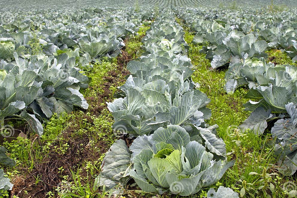 Cabbage Patch in Oregon 2 stock photo. Image of columbia - 16447742
