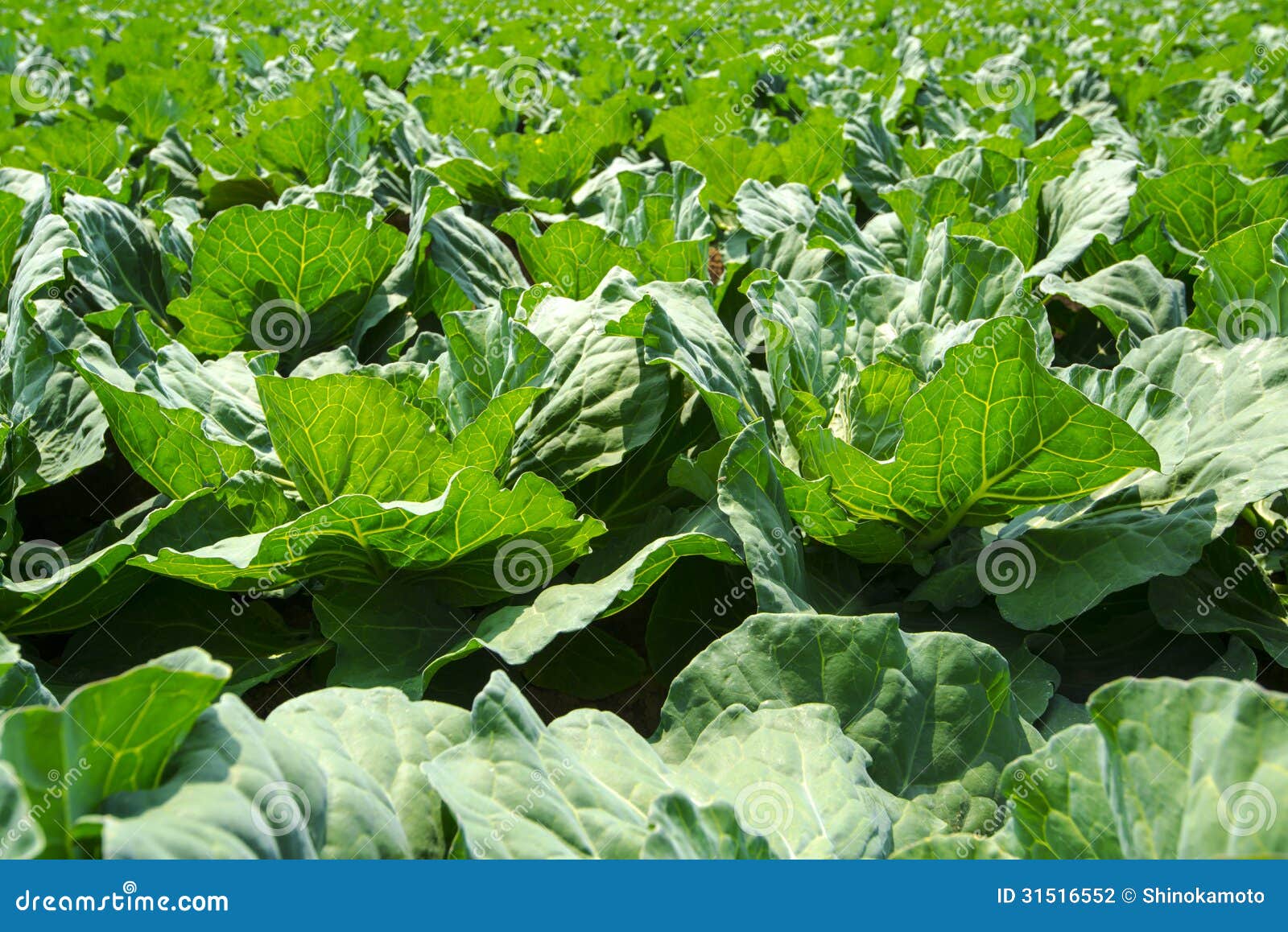 Cabbage patch stock photo. Image of harvest, gardening - 31516552