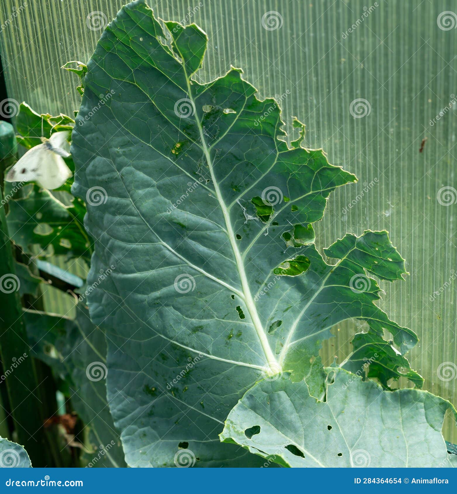 Cabbage Pest in the Greenhouse Stock Photo - Image of kale, leaves ...