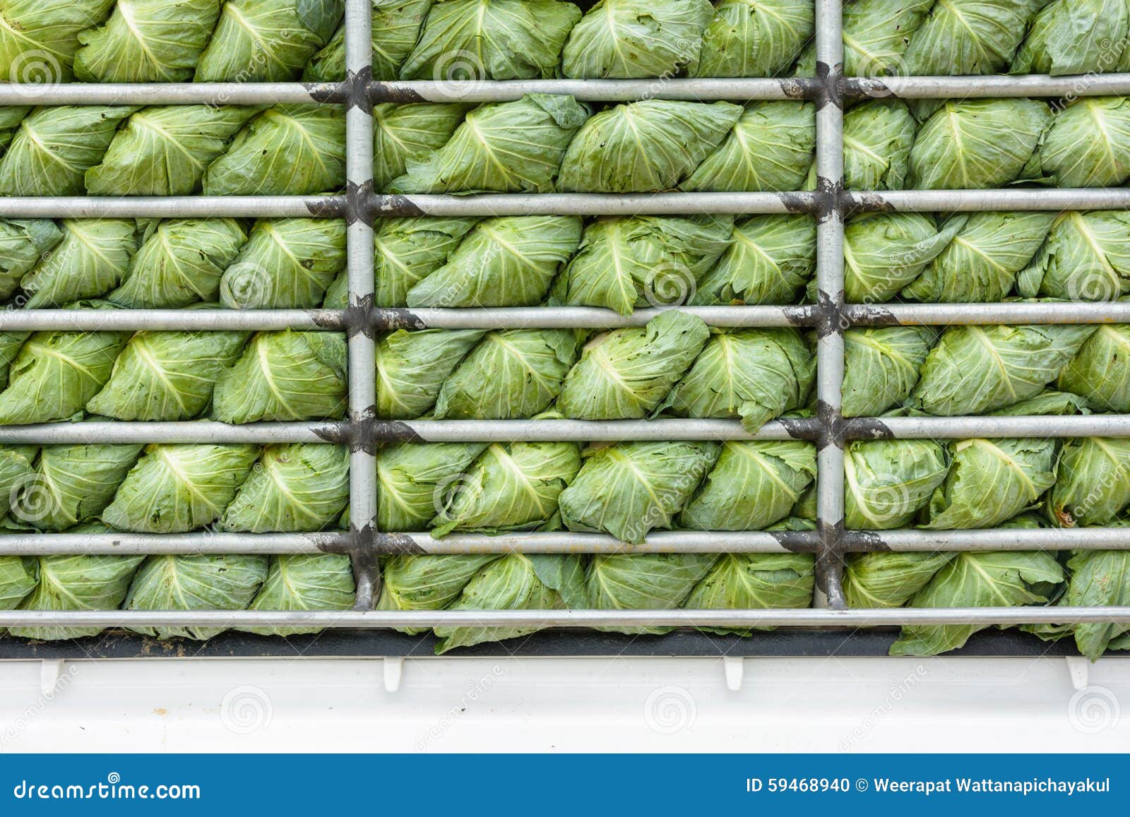 Cabbage stock photo. Image of carriage, logistic, agricultural - 59468940