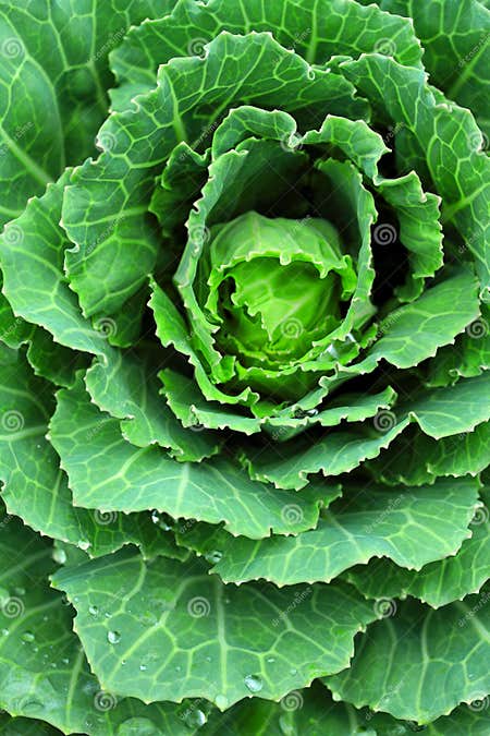 Cabbage on plant stock image. Image of healthy, fruiting - 15844349