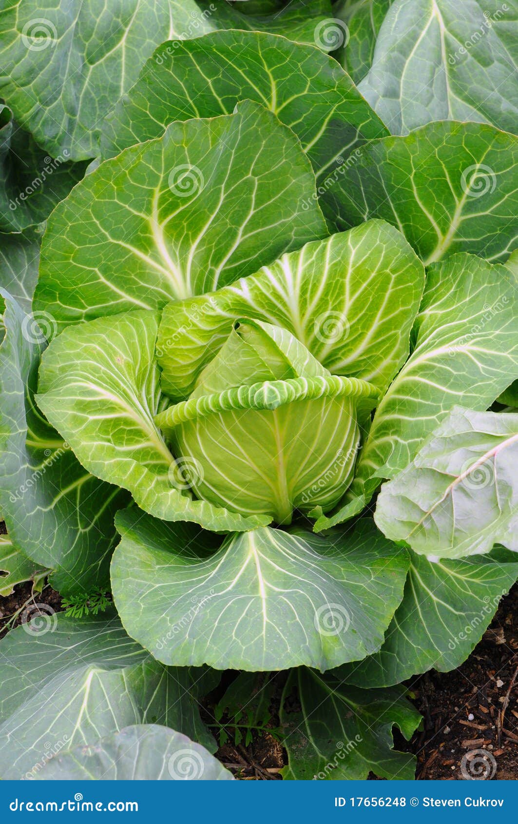 Cabbage Plant Closeup stock photo. Image of gardening - 17656248