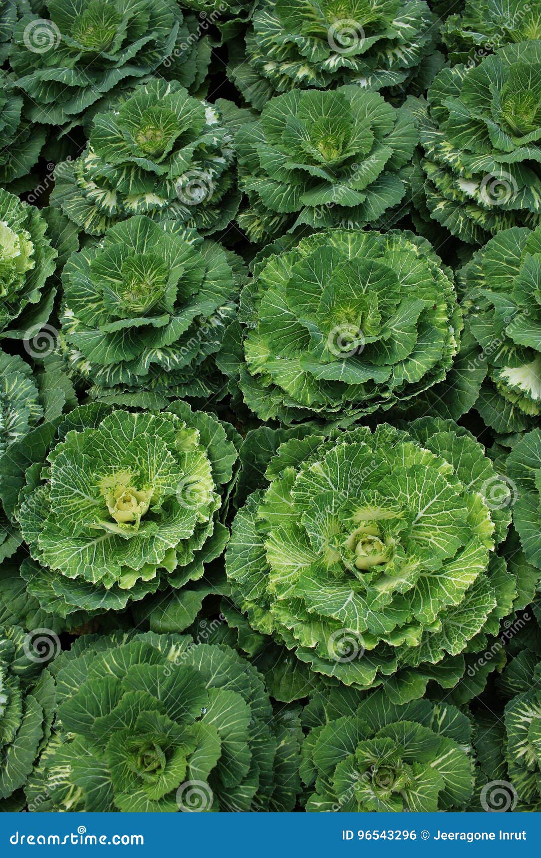 Cabbage on plant stock photo. Image of green, curly, gardening - 96543296